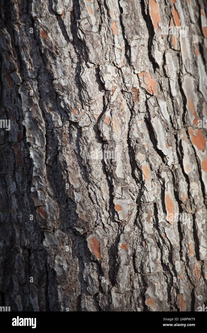 Dettaglio delle texture della corteccia del tronco di un pino Foto ...