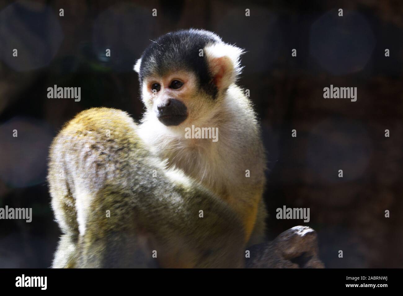 Saimiri boliviensis boliviensis immagini e fotografie stock ad alta ...