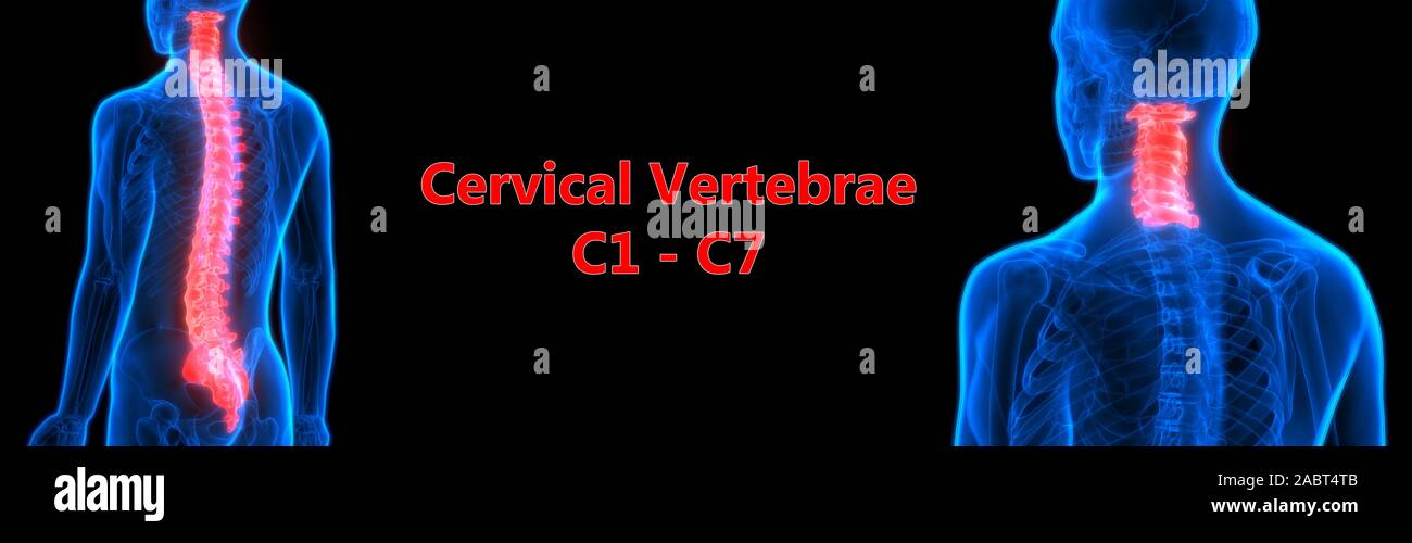 La colonna vertebrale delle vertebre cervicali di scheletro umano ...