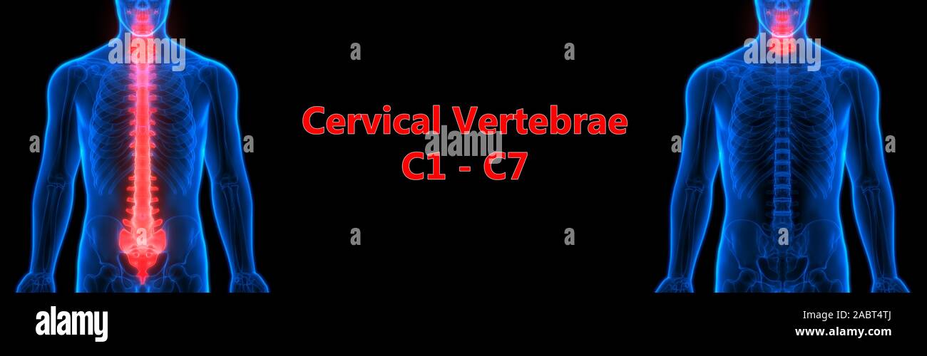 La colonna vertebrale delle vertebre cervicali di scheletro umano ...