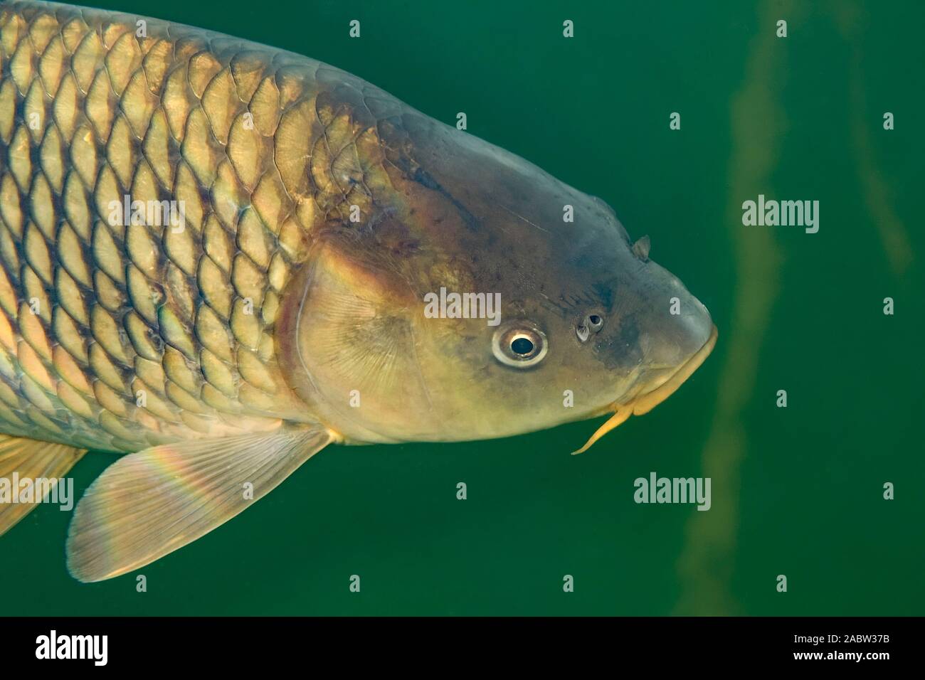 Carpa comune o carpa europea cyprinus carpio nel lago di oxbow immagini ...