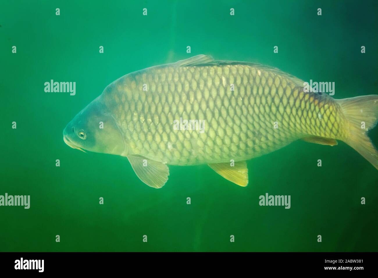 Carpa comune o carpa europea cyprinus carpio nel lago di oxbow immagini ...