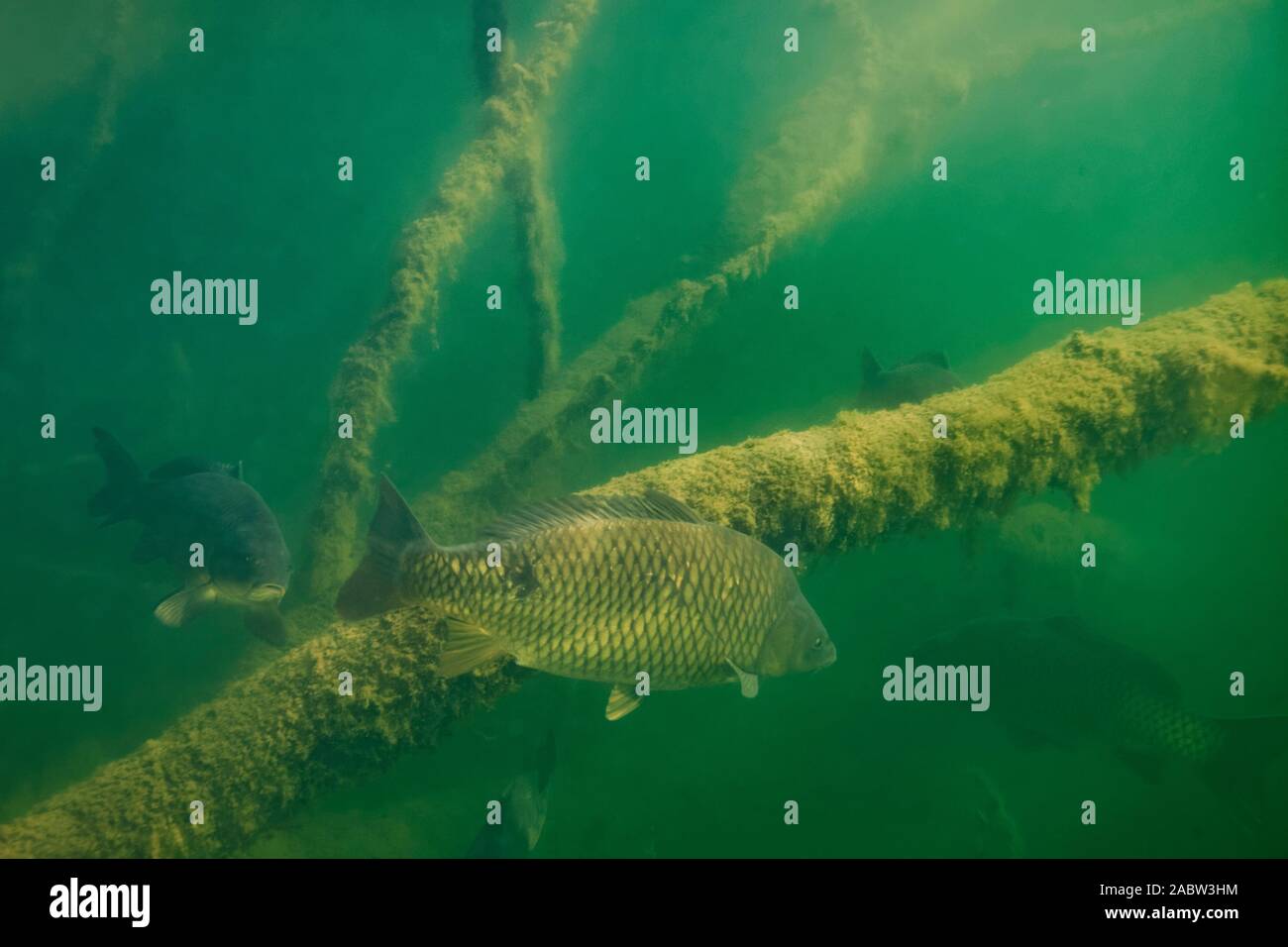 Carpa comune o carpa europea cyprinus carpio nel lago di oxbow immagini ...