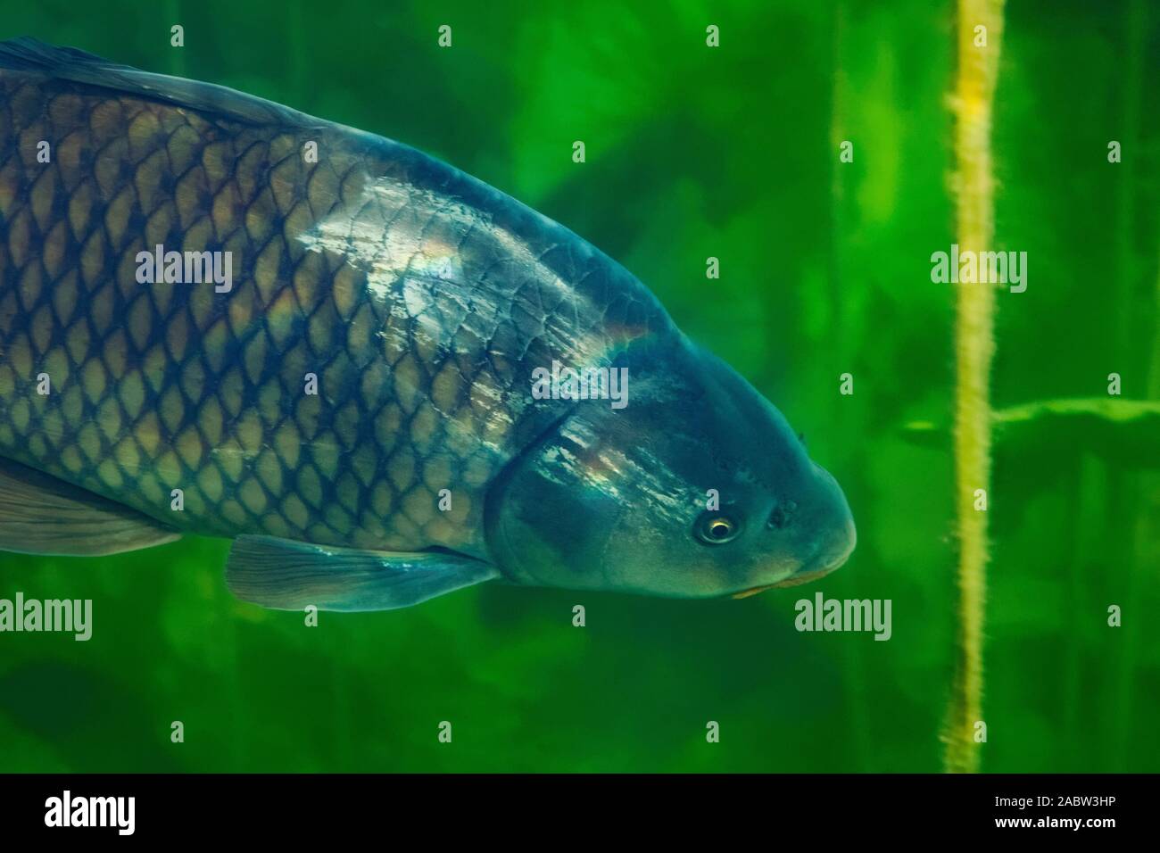 Carpa comune o carpa europea cyprinus carpio nel lago di oxbow immagini ...