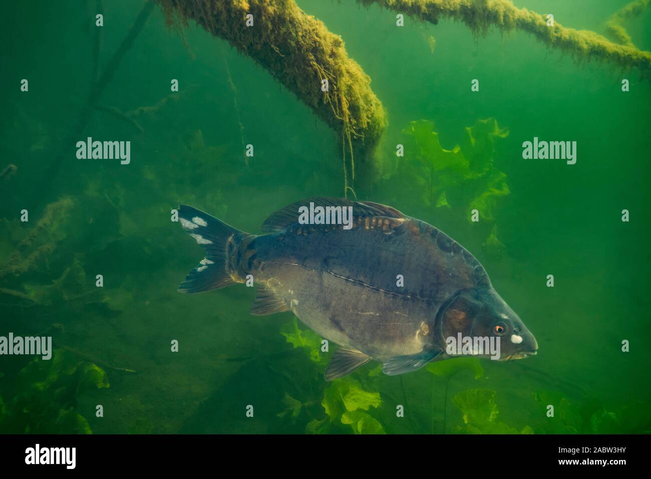 Carpa comune o carpa europea cyprinus carpio nel lago di oxbow immagini ...