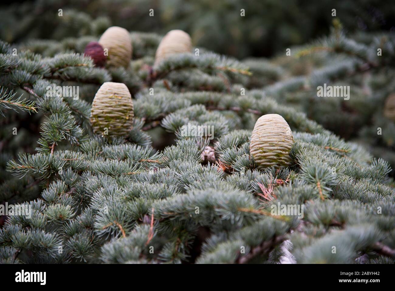 Cedrus libani cones immagini e fotografie stock ad alta risoluzione - Alamy
