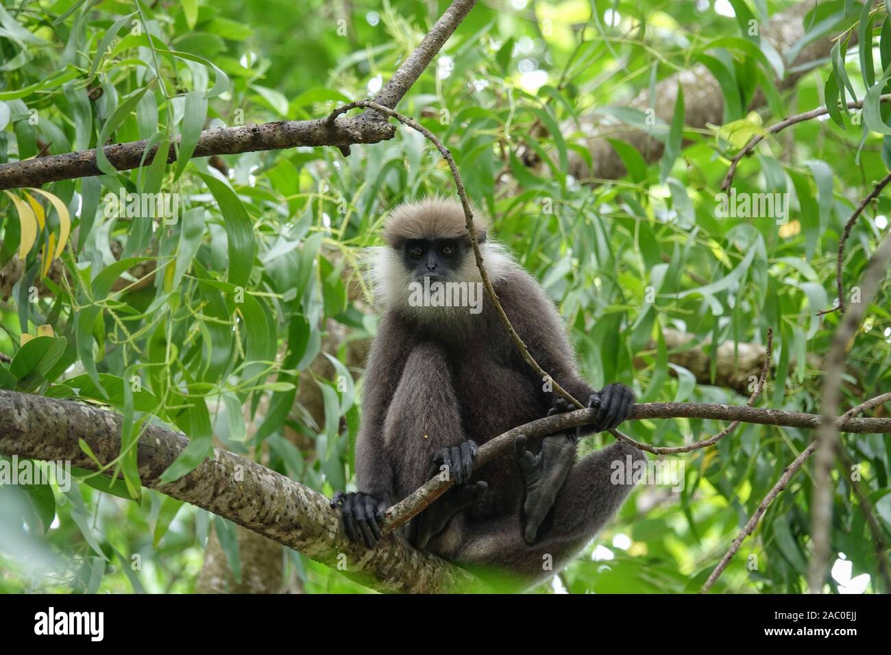 Scimmia sull'albero immagini e fotografie stock ad alta risoluzione - Alamy