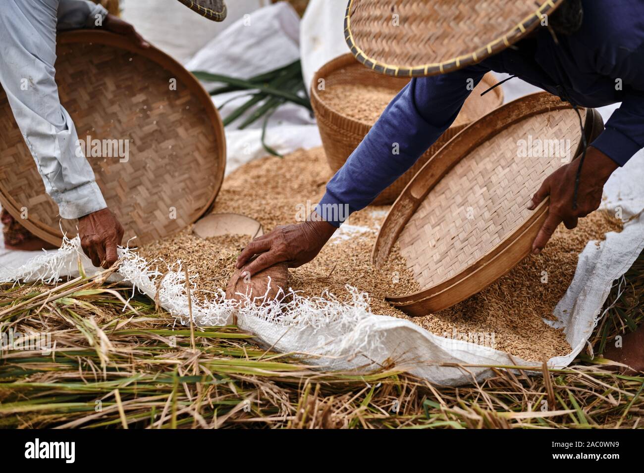 Le mani di un vecchio contadino raccoglie il grano di riso maturi in ...