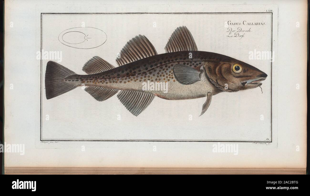 Gadus callarias immagini e fotografie stock ad alta risoluzione - Alamy