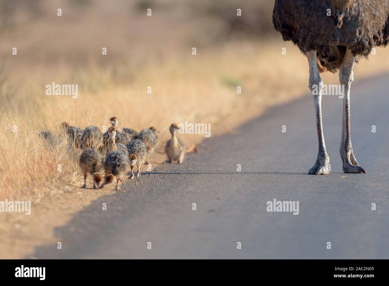 Madre di struzzo immagini e fotografie stock ad alta risoluzione - Alamy
