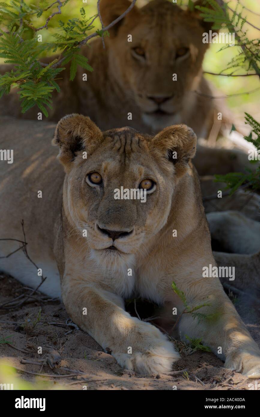 Predatore leonessa leone preda botswana immagini e fotografie stock ad ...