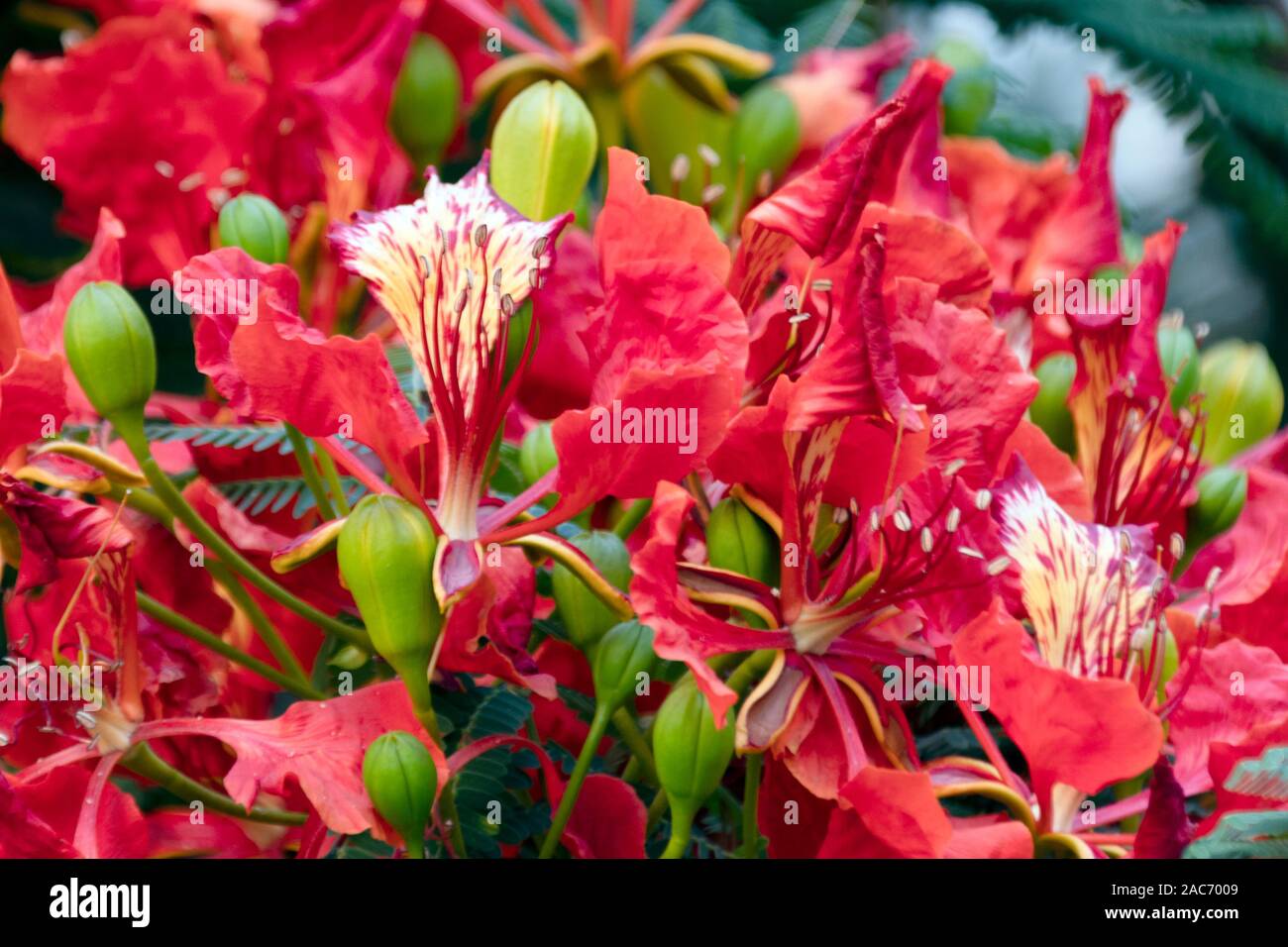 Fiori dell'albero del fuoco immagini e fotografie stock ad alta ...