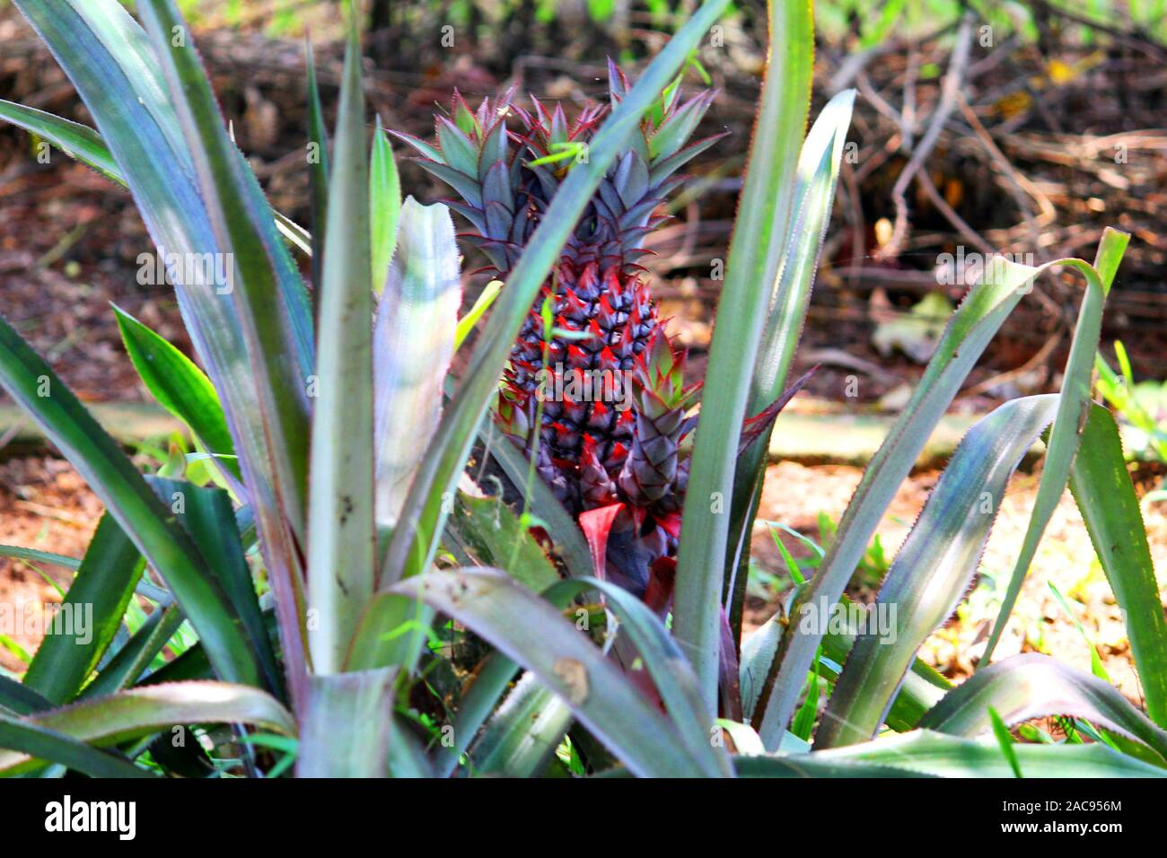 Pianta di ananas immagini e fotografie stock ad alta risoluzione - Alamy