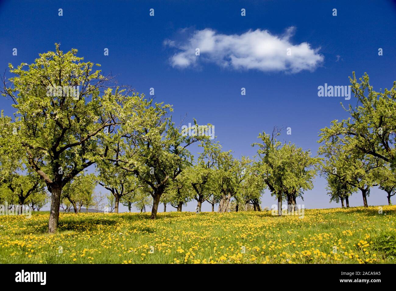 Prato da frutta immagini e fotografie stock ad alta risoluzione - Alamy