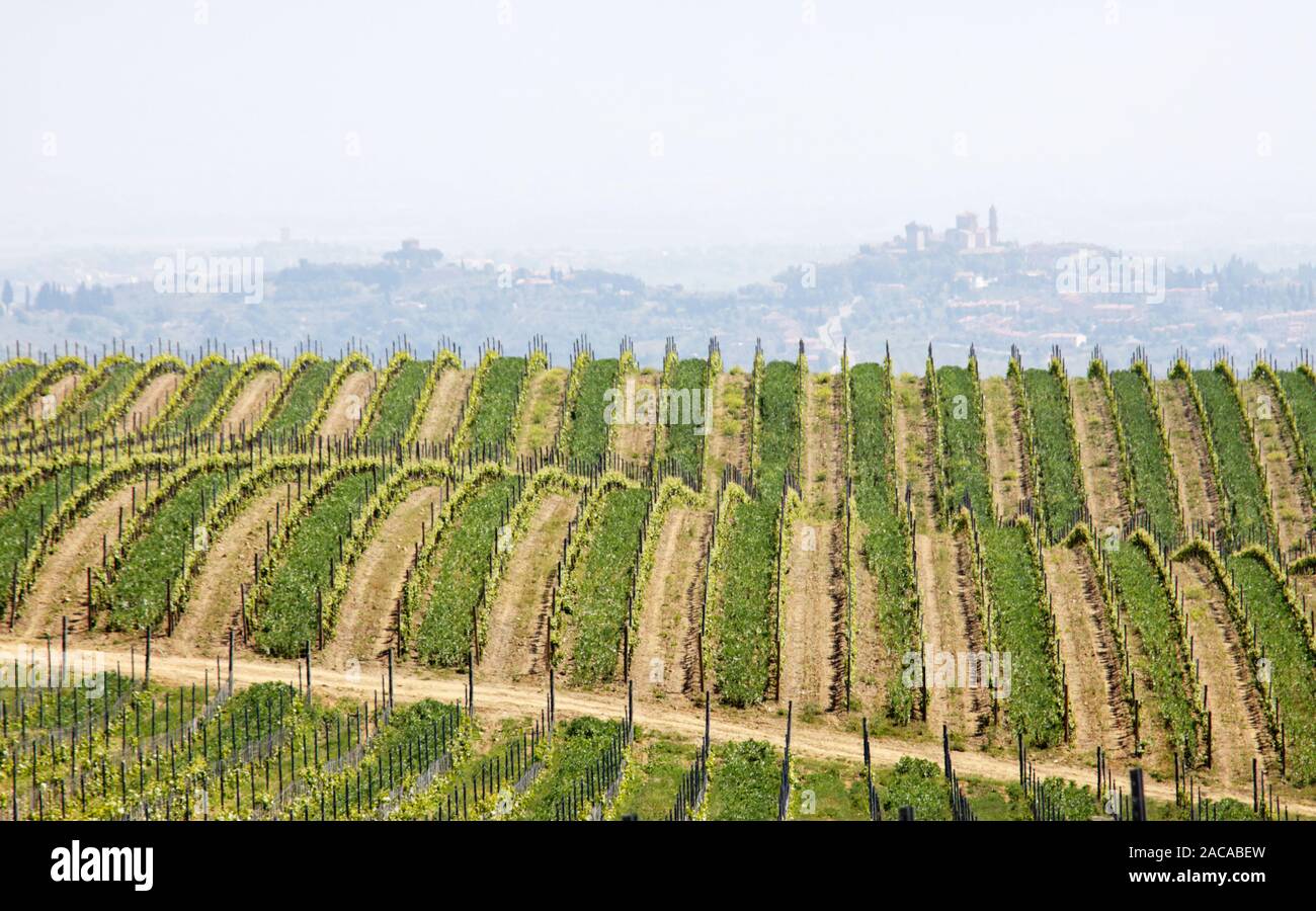 Vigneti in toscana immagini e fotografie stock ad alta risoluzione - Alamy