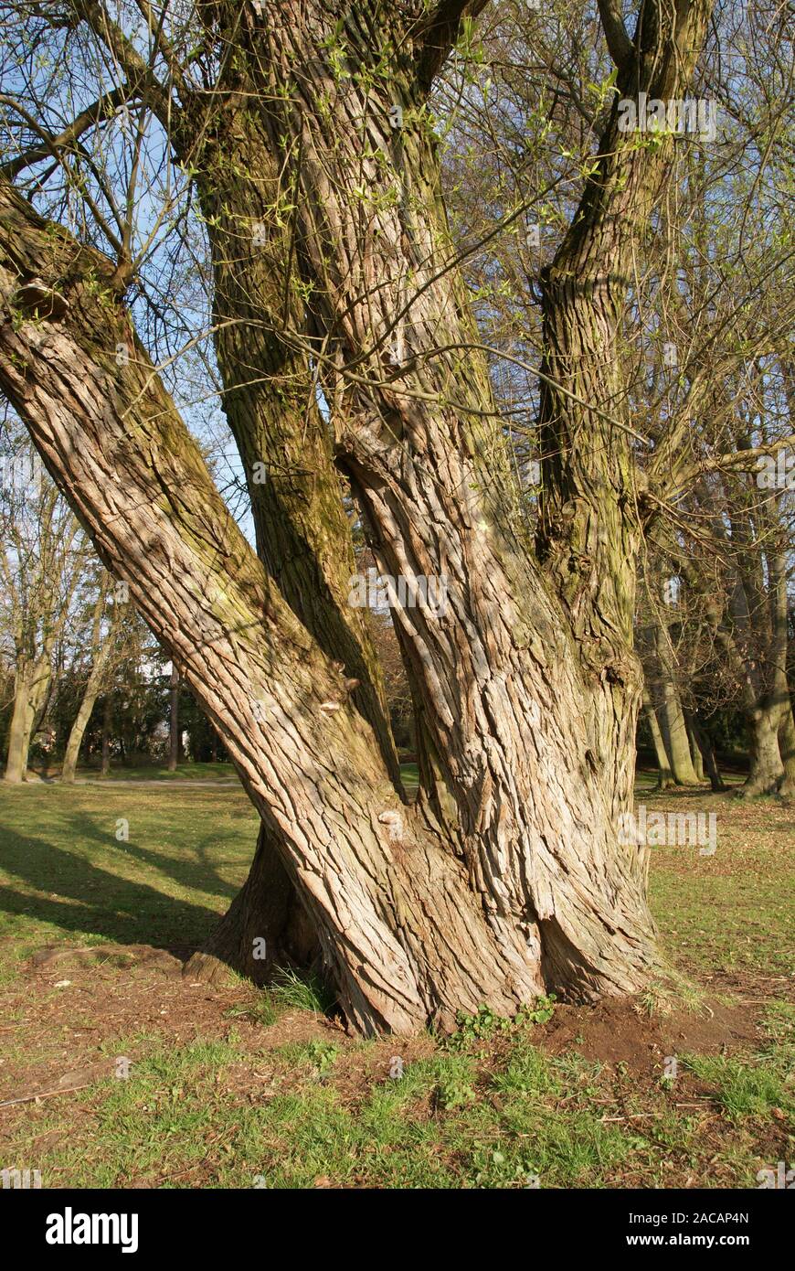 Salix fragilis immagini e fotografie stock ad alta risoluzione - Alamy