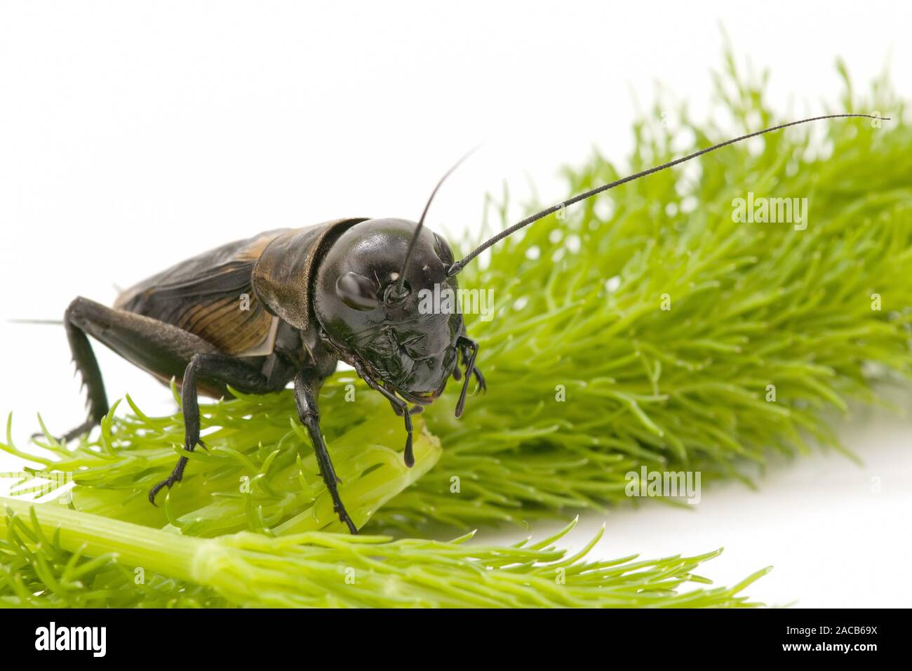 Grillo notturno immagini e fotografie stock ad alta risoluzione - Alamy