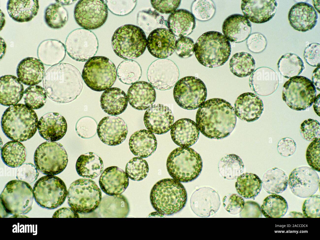 I protoplasti da una foglia di tabacco, micrografia di luce. Un ...