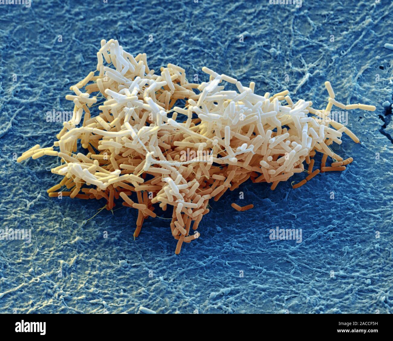 Il Bacillus subtilis. Color scanning electron microfotografia (SEM) di ...