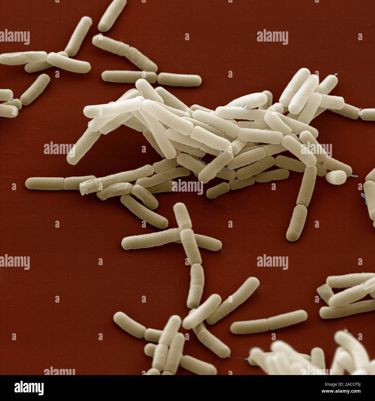Il Bacillus subtilis. Color scanning electron microfotografia (SEM) di ...