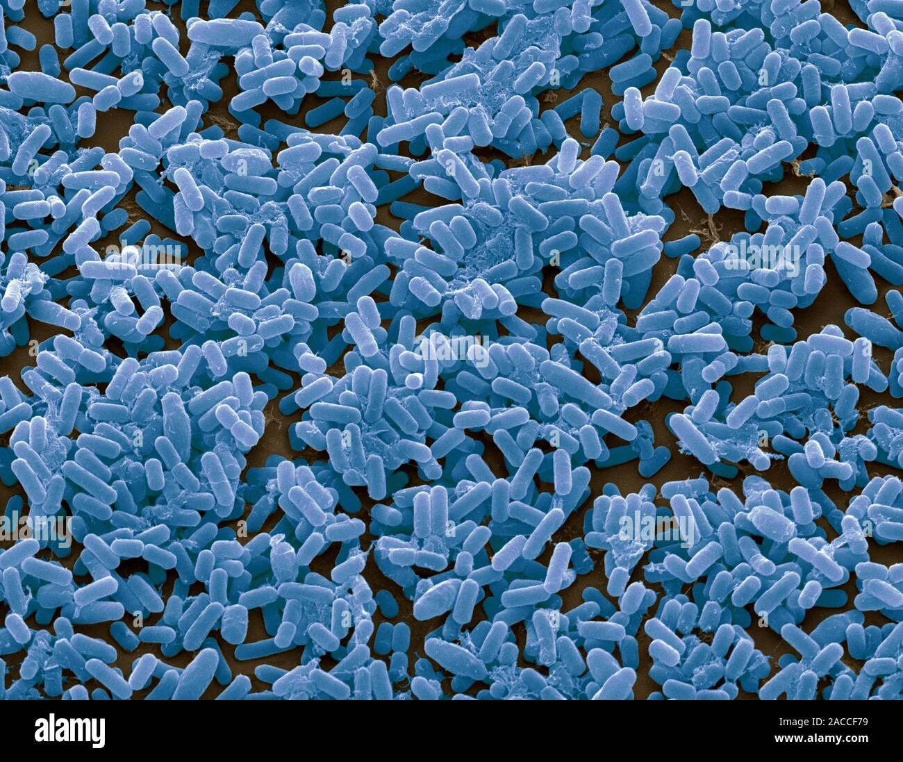 Il Bacillus subtilis. Color scanning electron microfotografia (SEM) di ...