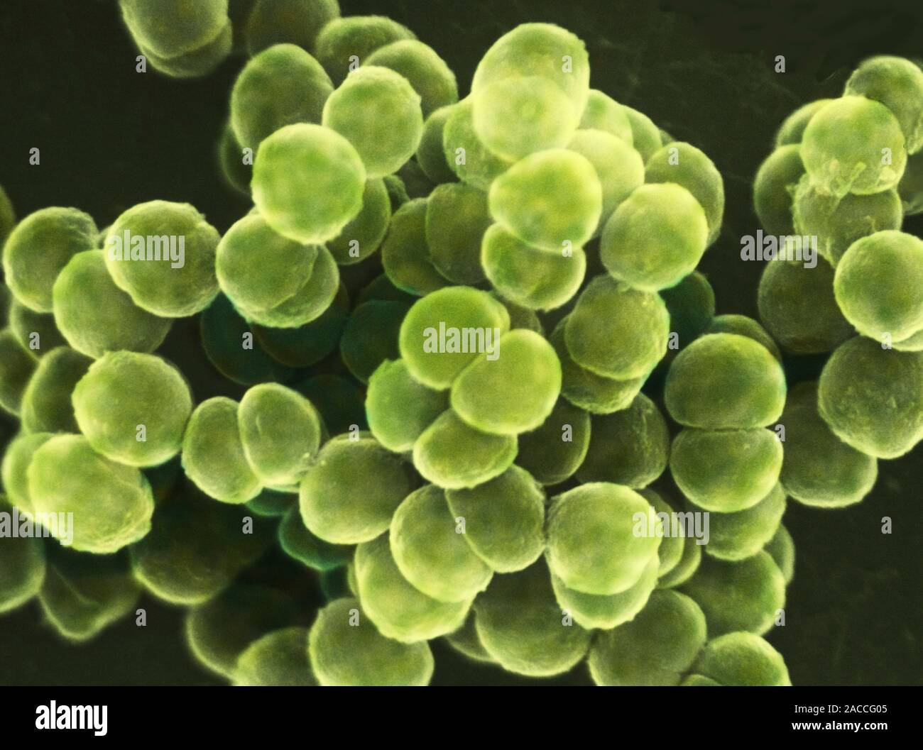Staphylococcus batteri, colorata di microfotografia electron scansione ...