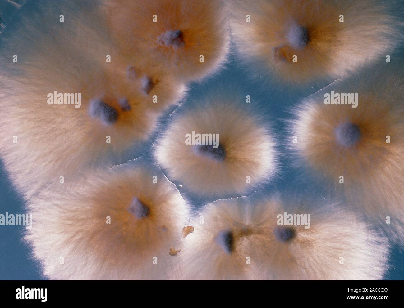 Macrophoto di una cultura di Microsporum audouini, uno dei vari funghi ...