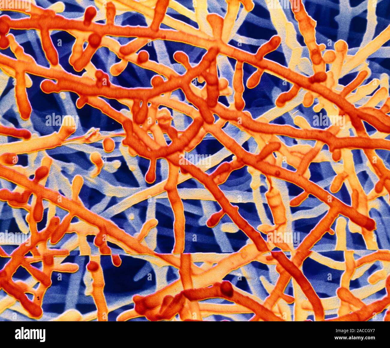 Falso-color scanning electron microfotografia (SEM) del fungo ...