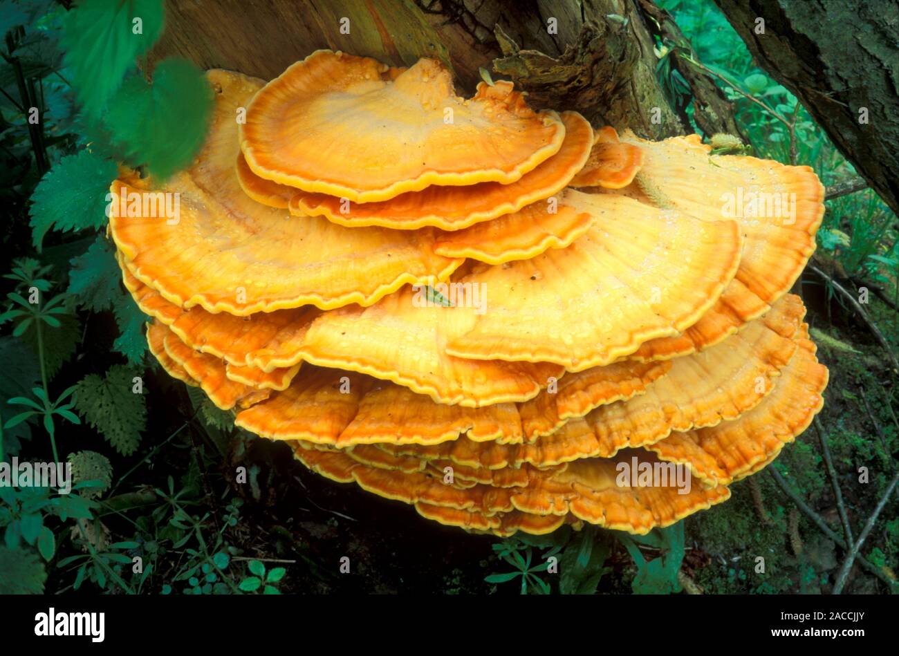 Polypore zolfo o pollo-del-l-staffa di boschi di funghi (Laetiporus ...