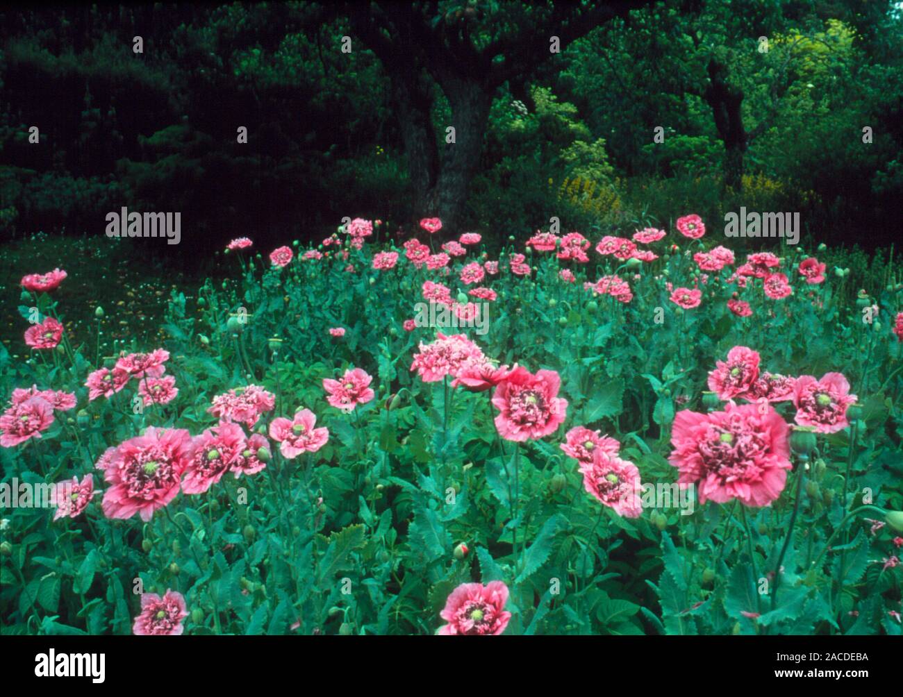 I papaveri da oppio. Rosa papaveri da oppio (Papaver somniferum). Il ...