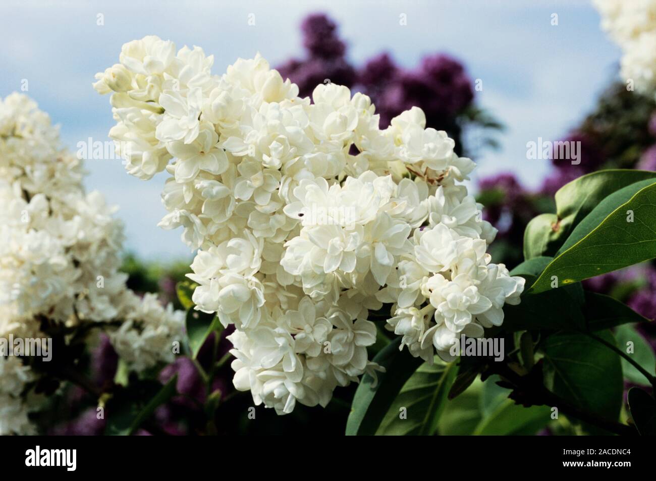 Fiori lilla. Questo è l'Ellen Willmott varietà del comune (lilla ...