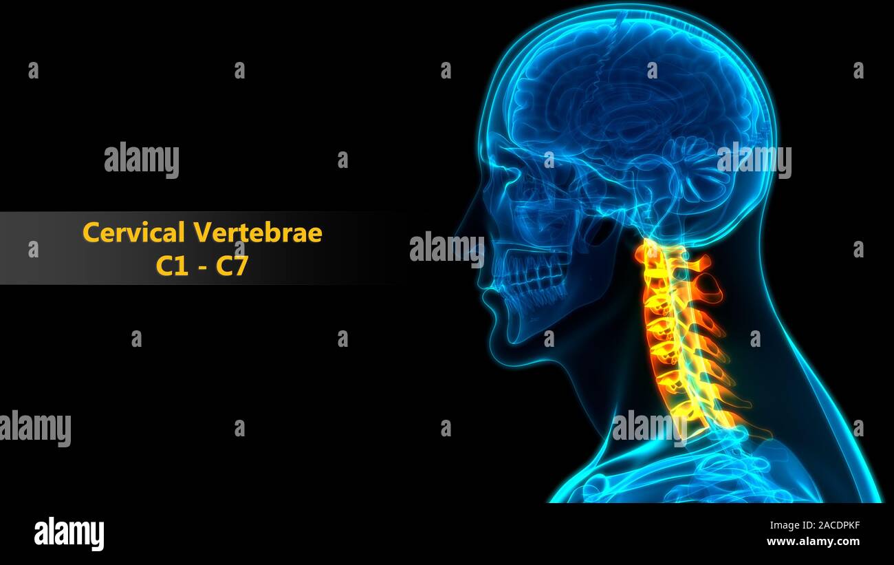 La colonna vertebrale delle vertebre cervicali di scheletro umano ...