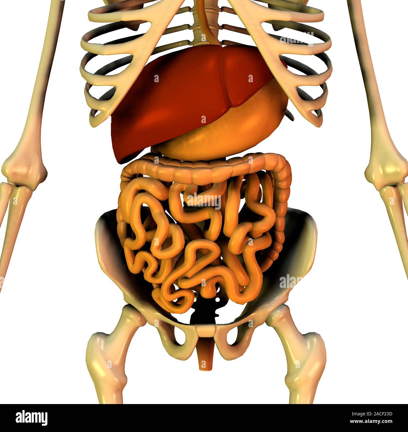 Gli organi addominali, illustrazione anatomica. Gli organi sono ...