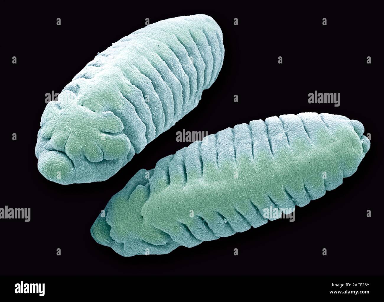 Frutto delle larve di mosca, colorata di microfotografia electron ...