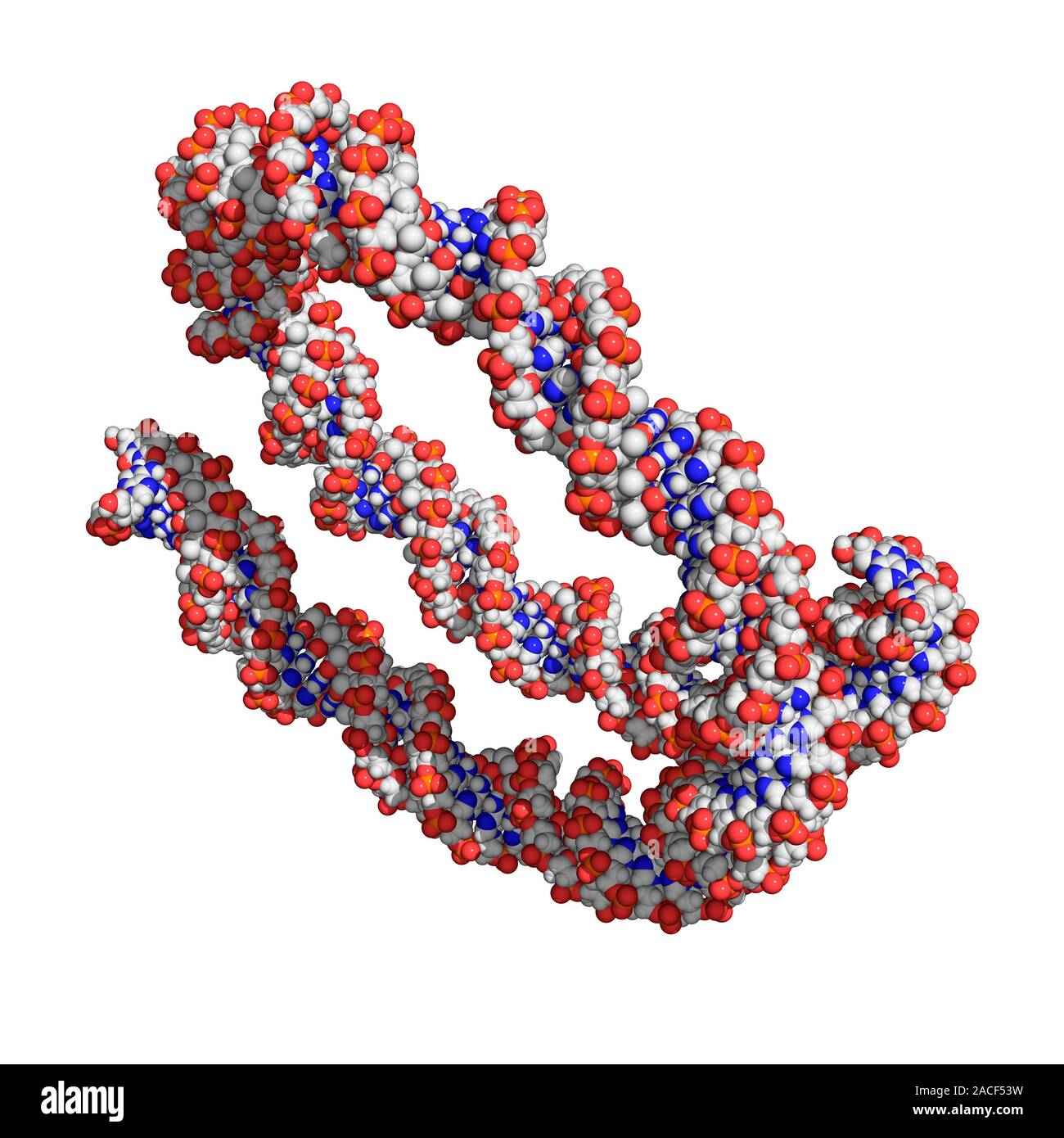 Il DNA. Il modello molecolare che mostra un filamento di DNA (acido ...