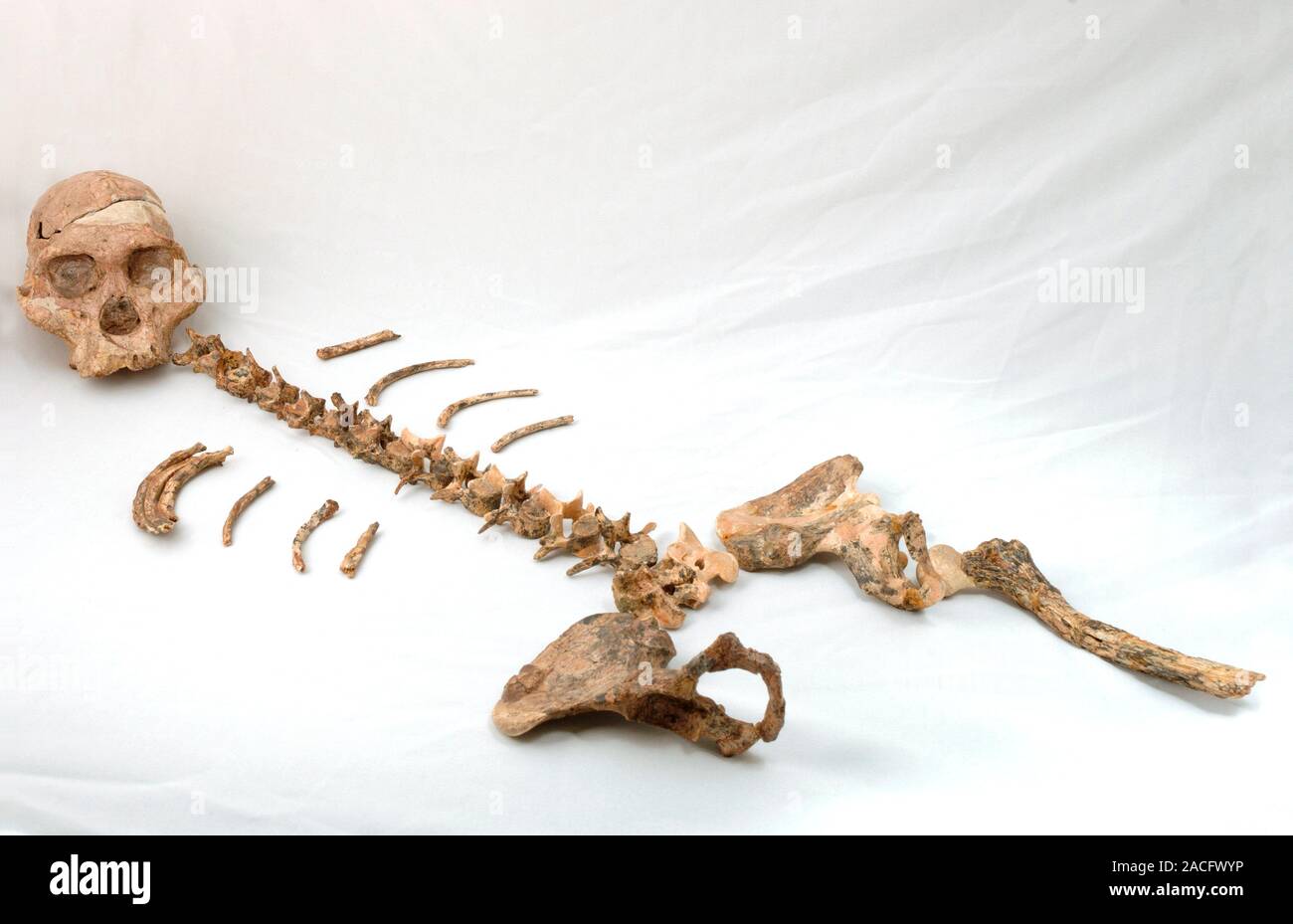 Lo scheletro umano. Cranio e parte dello scheletro di Australopithecus ...