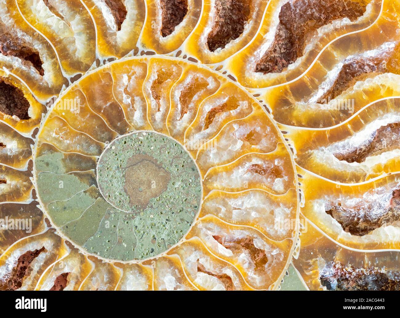 Conchiglia fossile immagini e fotografie stock ad alta risoluzione - Alamy