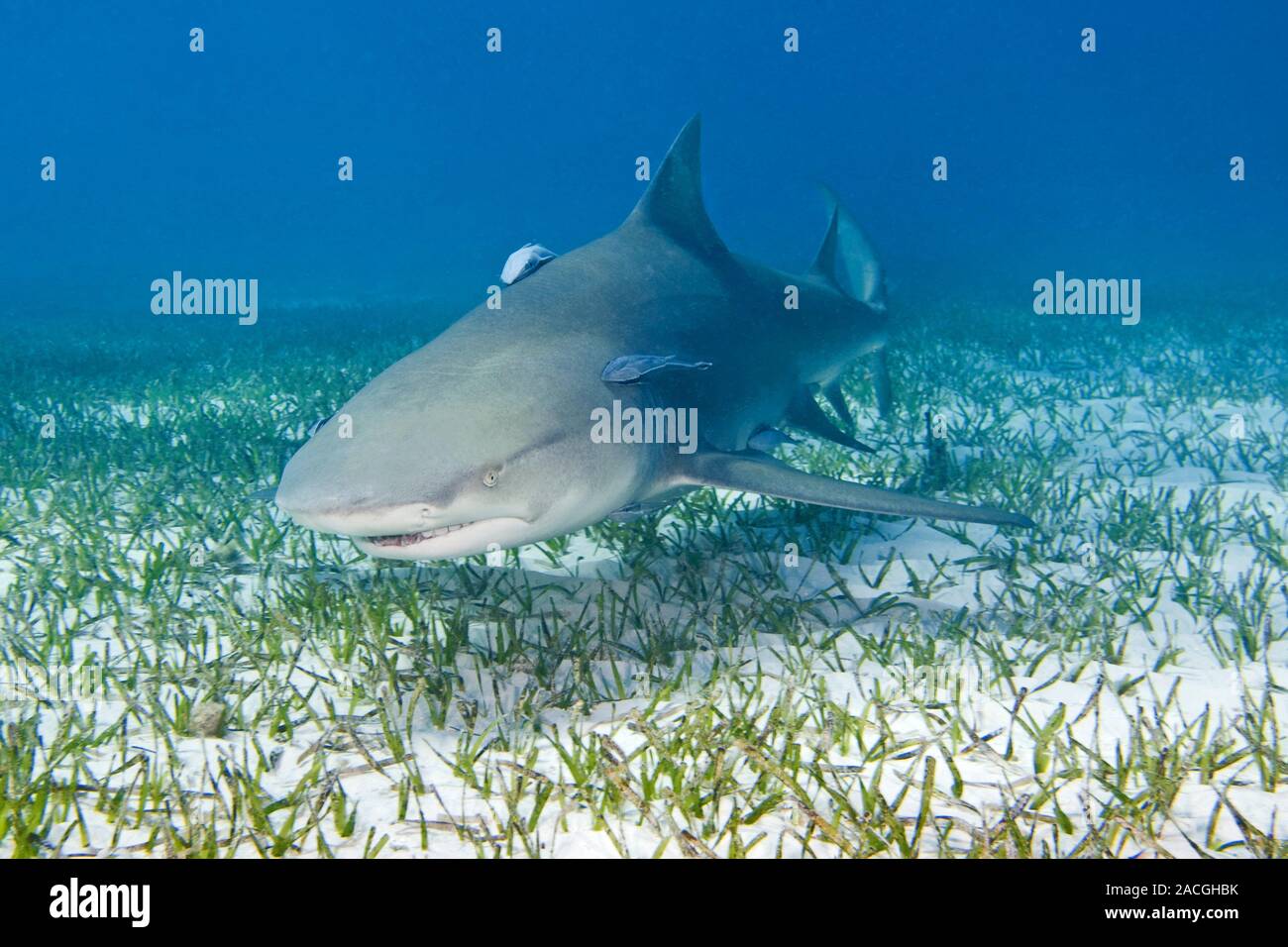 Lo squalo limone e remoras. Lo squalo limone (Negaprion brevirostris ...