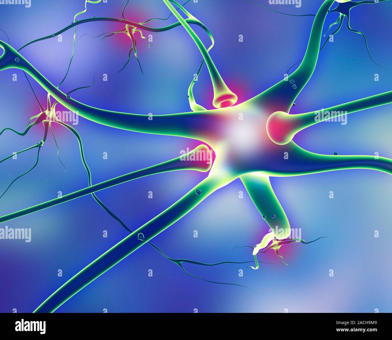 Le cellule nervose e sinapsi. Computer artwork di cellule nervose o ...