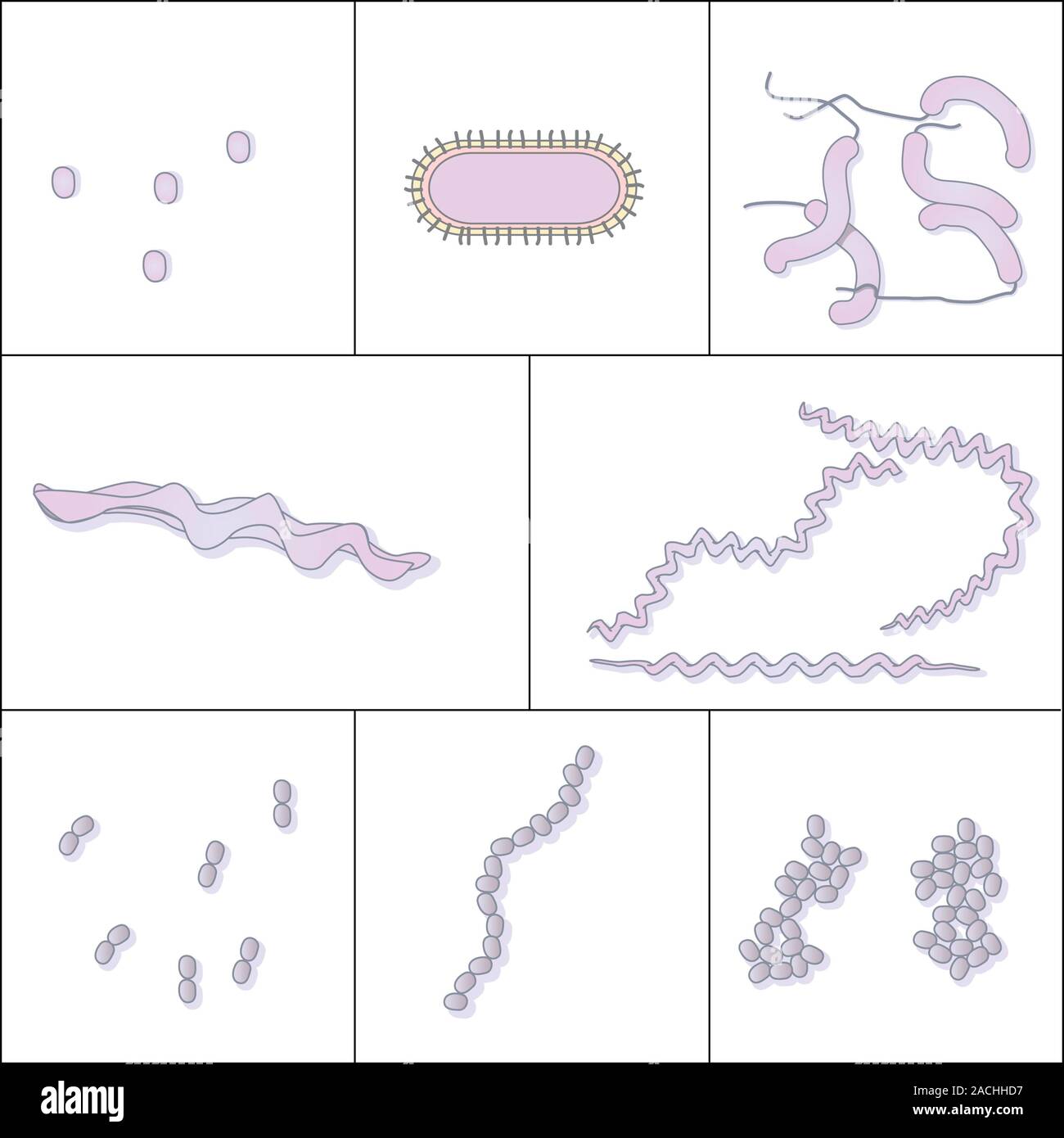 Le forme batteriche. Computer grafica che mostra la comparsa di diversi ...