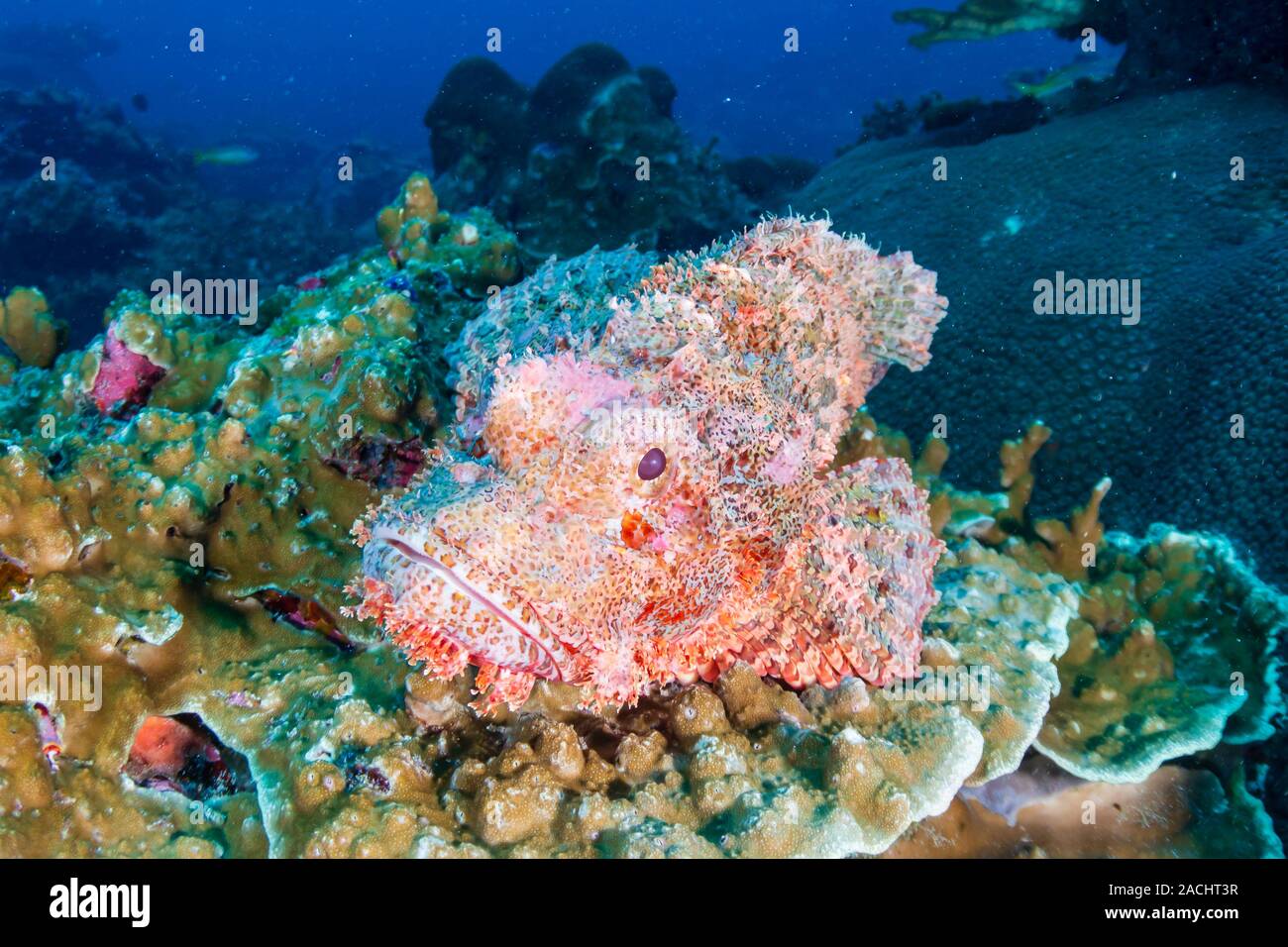 Scorfano Di Scorfano Immagini e Fotos Stock - Alamy