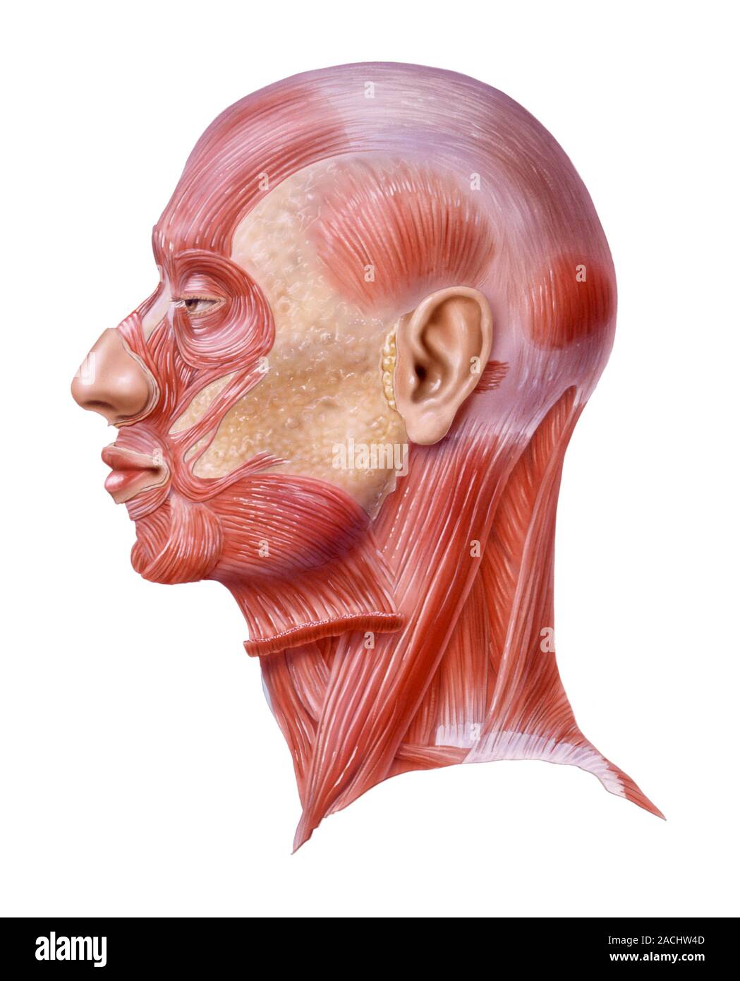 Sistema muscolare della testa. Computer grafica che mostra la struttura ...