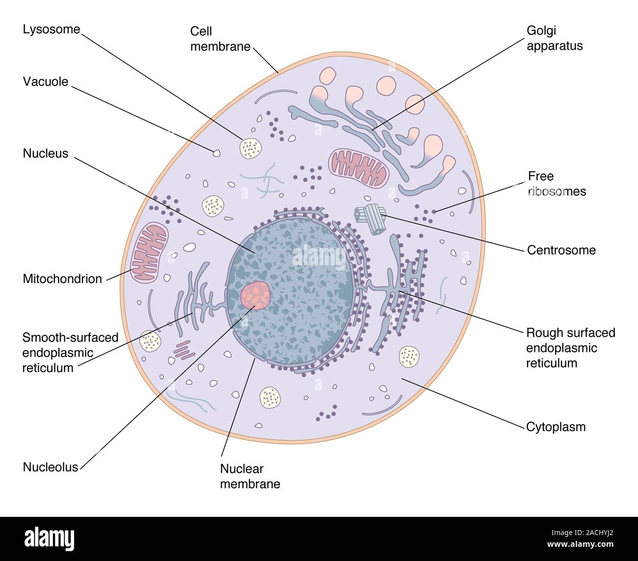 Cellula animale struttura. Illustrazione di una sezione attraverso una ...