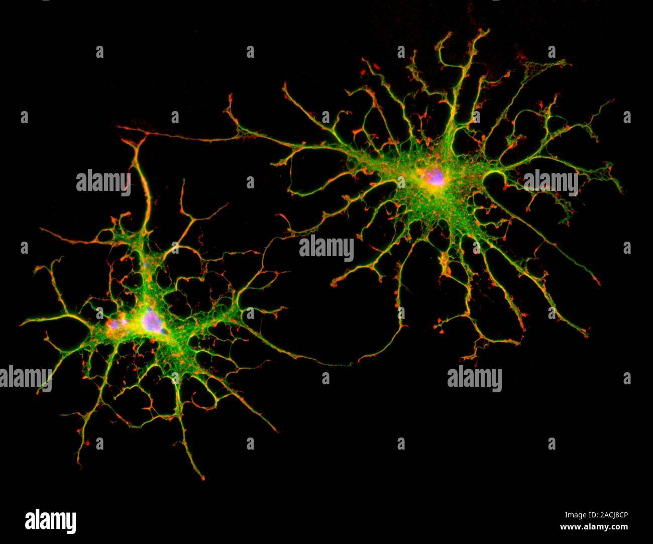 Le cellule gliali. Micrografia di immunofluorescenza di cellule gliali ...