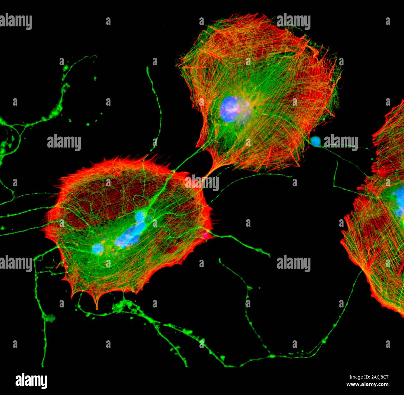 Le cellule gliali. Micrografia di immunofluorescenza di cellule gliali ...