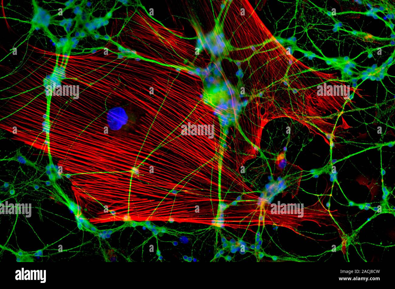 Le cellule gliali. Micrografia di immunofluorescenza di cellule gliali ...