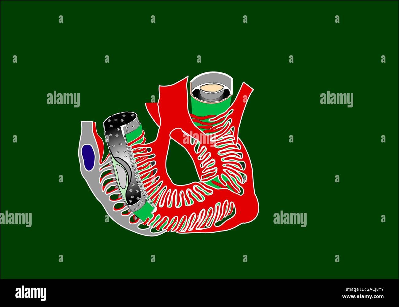 Anatomia glomerulare. Illustrazione della struttura anatomica di un ...