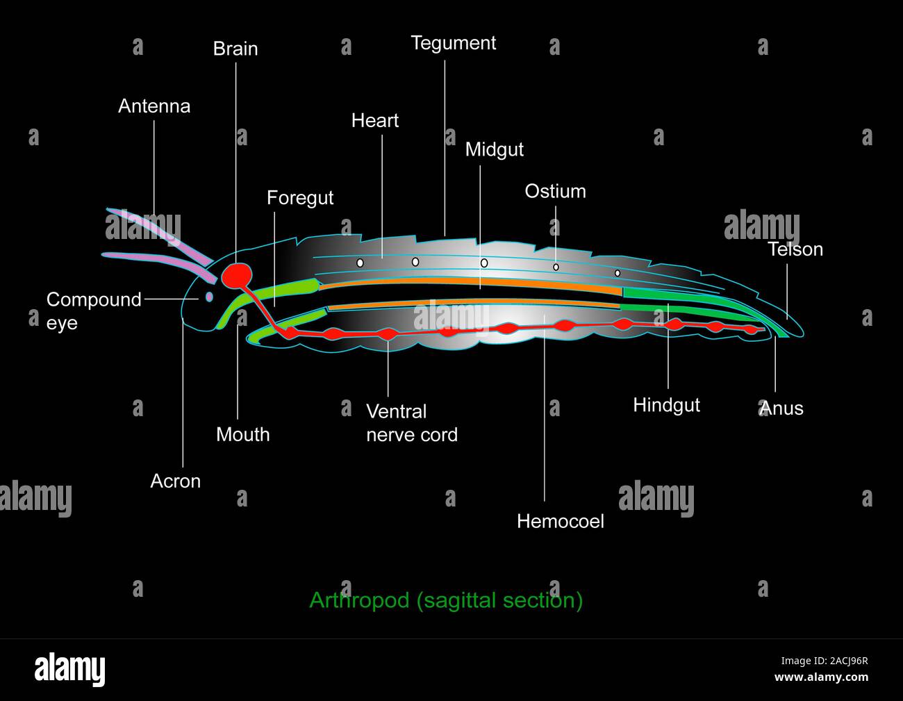 Anatomia artropodi. Computer grafica che mostra le principali strutture ...