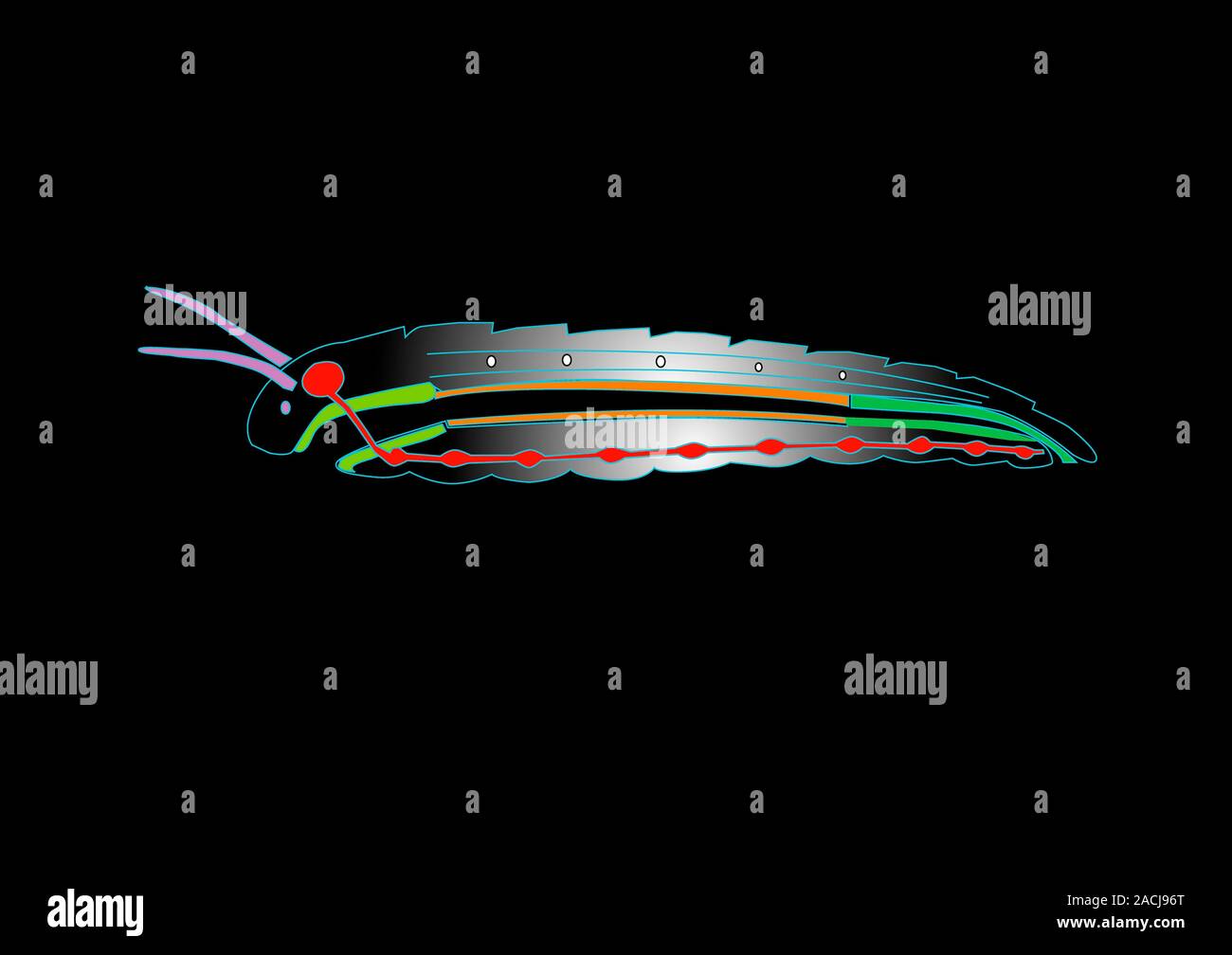 Anatomia artropodi. Computer grafica che mostra le principali strutture ...
