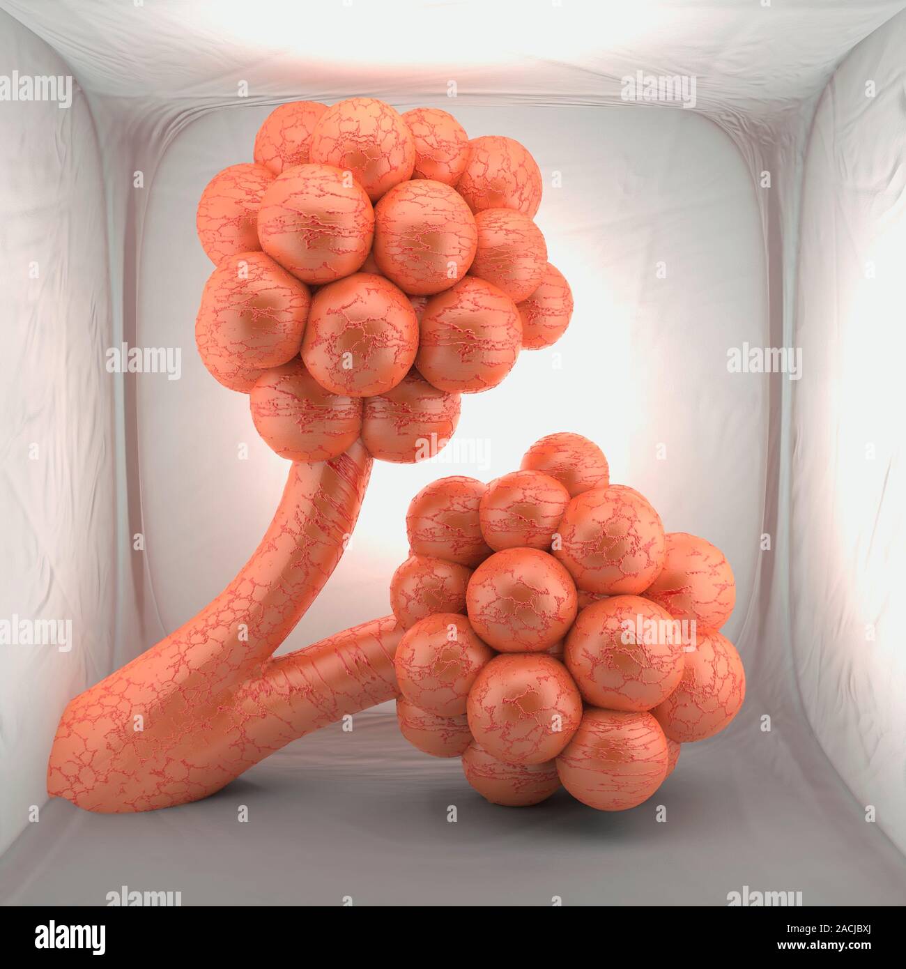 Illustrazione di alveoli polmonari che mostra piccoli tubi di aria ...